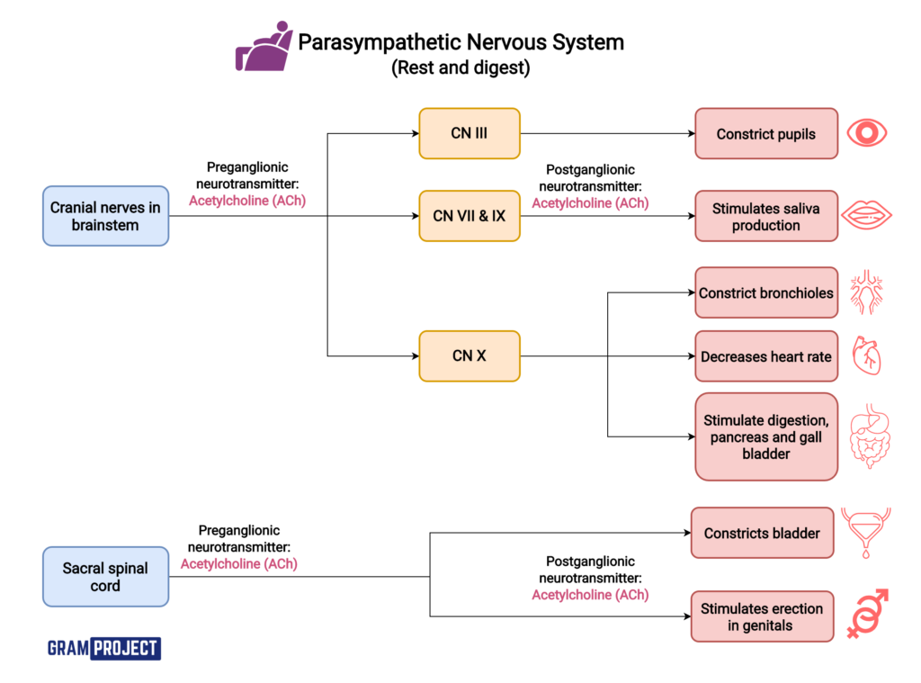 Parasympathetic Nervous System - Gram Project
