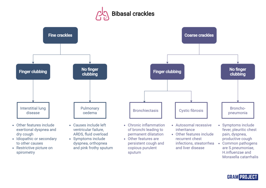 Bibasal Crackles - Gram Project